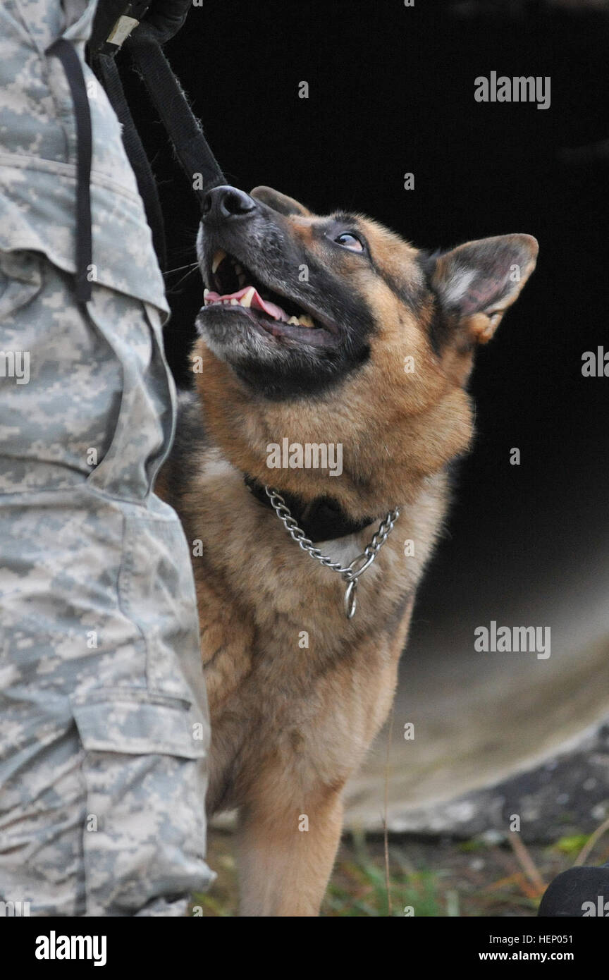A military working dog from the 131st Military Working Dog Detachment ...