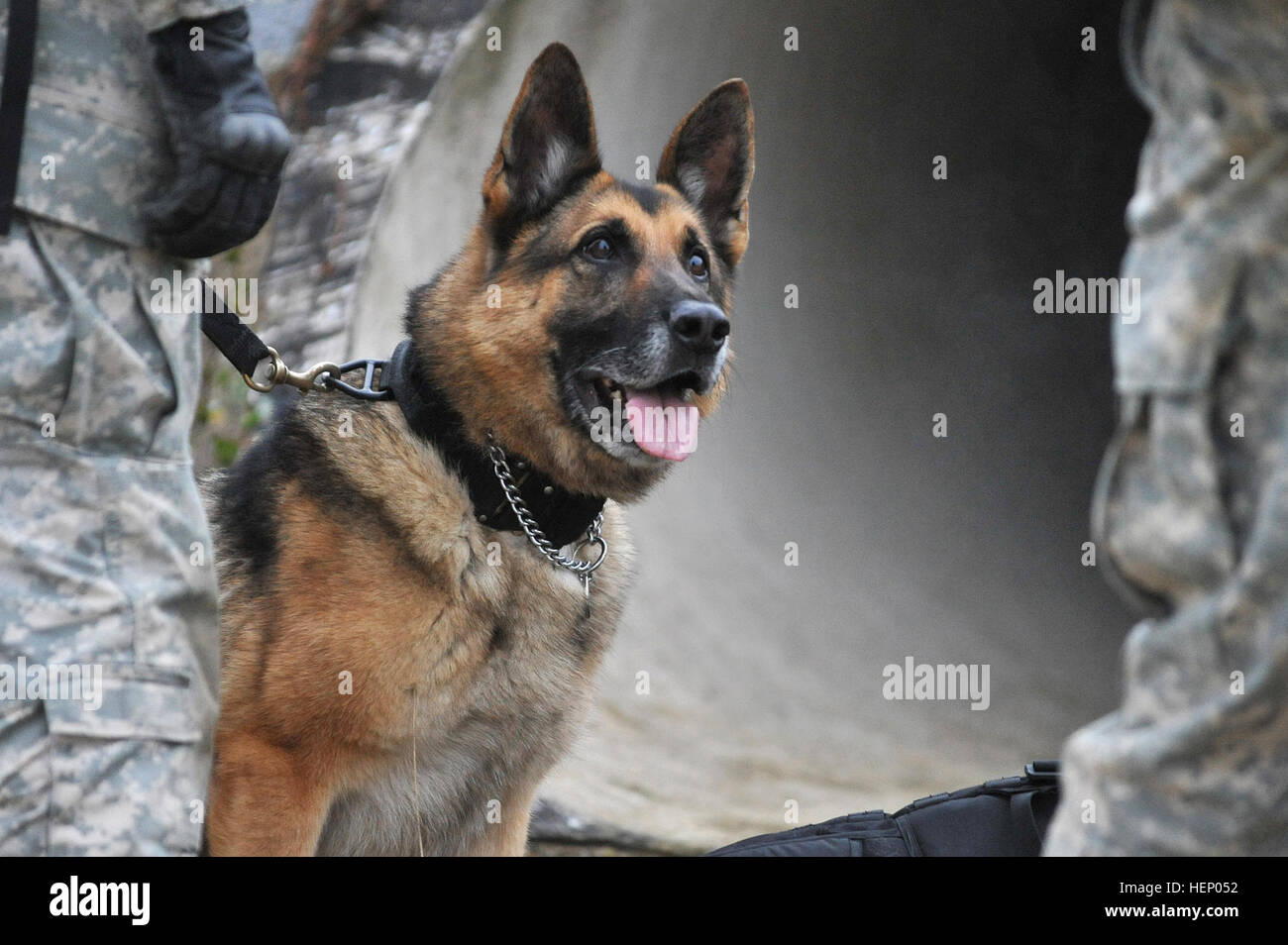 Do Military Dogs Have Titanium Teeth