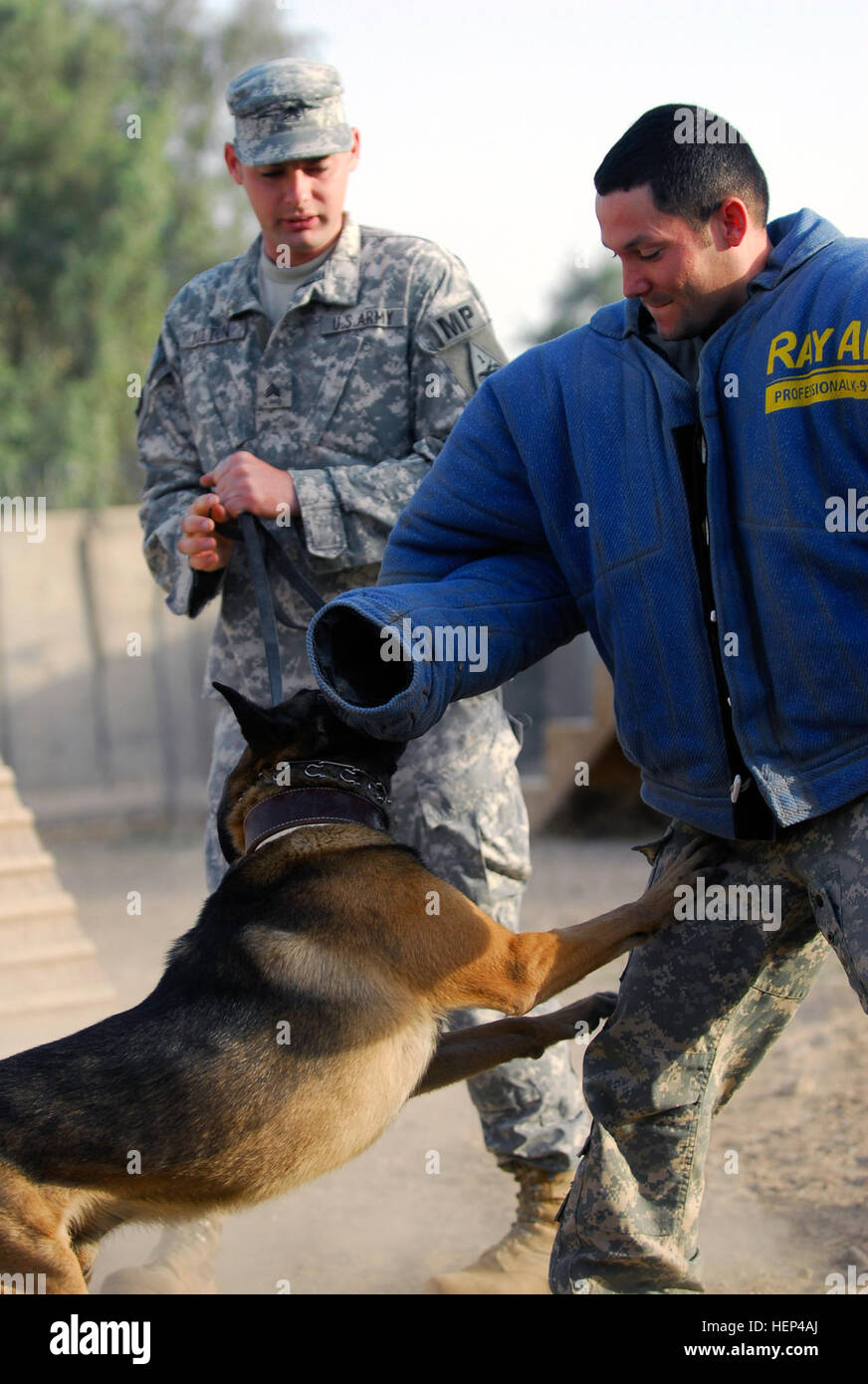 A patrol and explosives detection dog, Staff Sgt. Bronco, trains to be ...