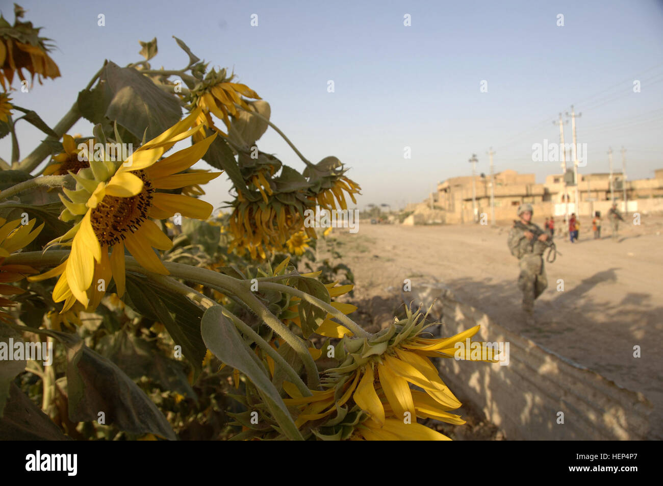 A U.S. Soldier walks past a plot of sunflowers during a combined patrol ...
