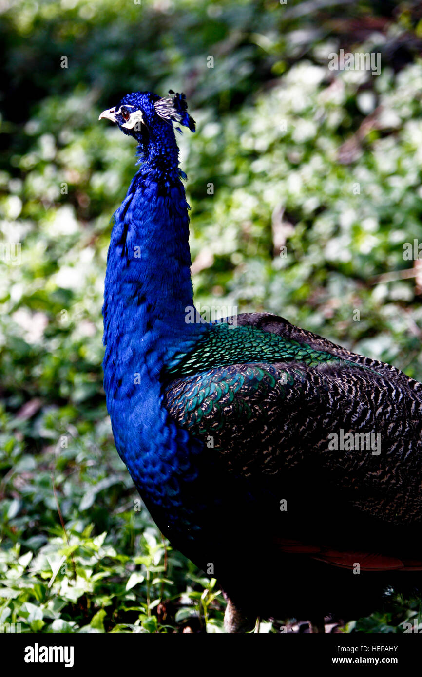 Indias national bird the peacock hi-res stock photography and images ...