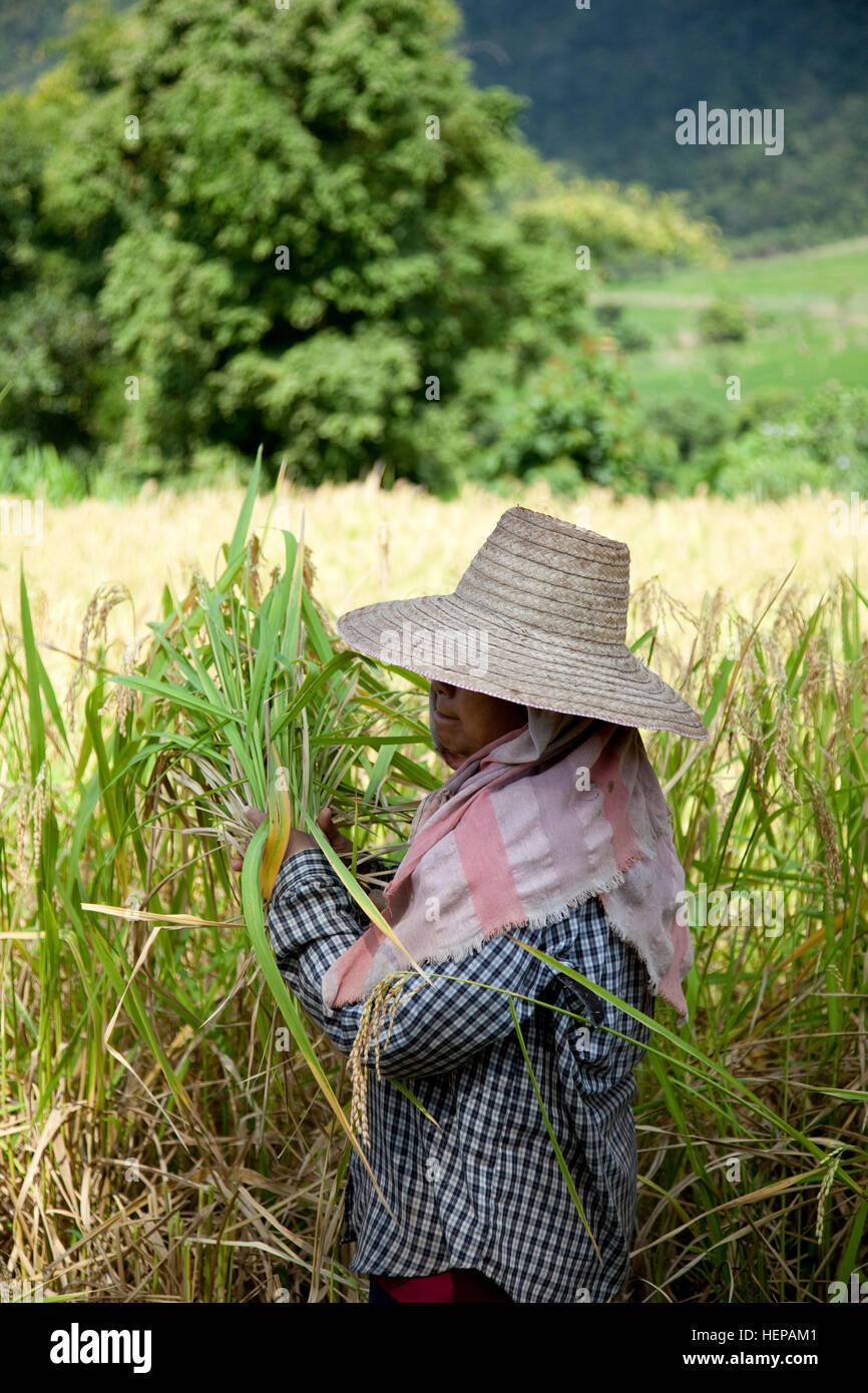 Harvesting in rice fields hi-res stock photography and images - Alamy