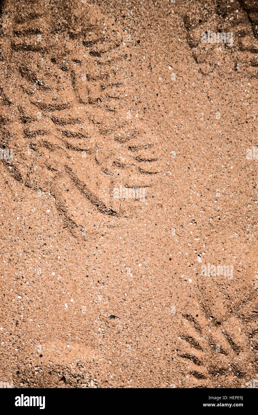 FORT BLISS, Texas – A series of footprints students of the inaugural ...