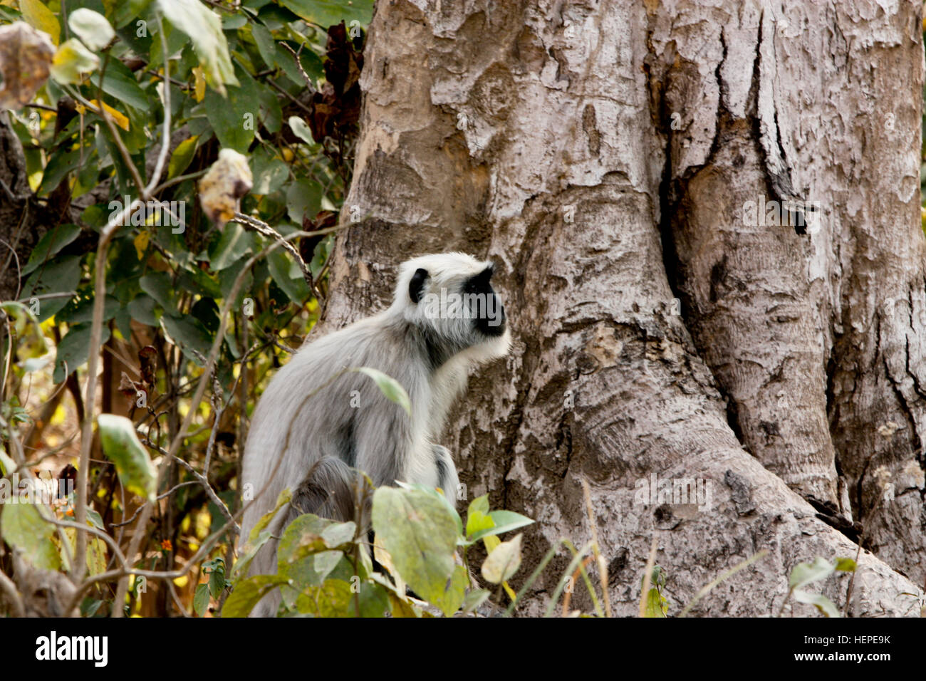 Hanuman monkey hi-res stock photography and images - Alamy