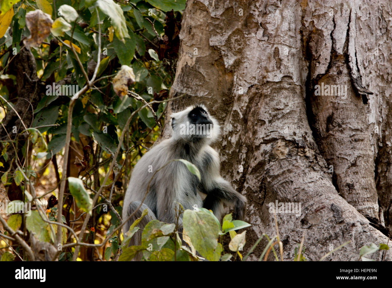 Hanuman monkey hi-res stock photography and images - Alamy