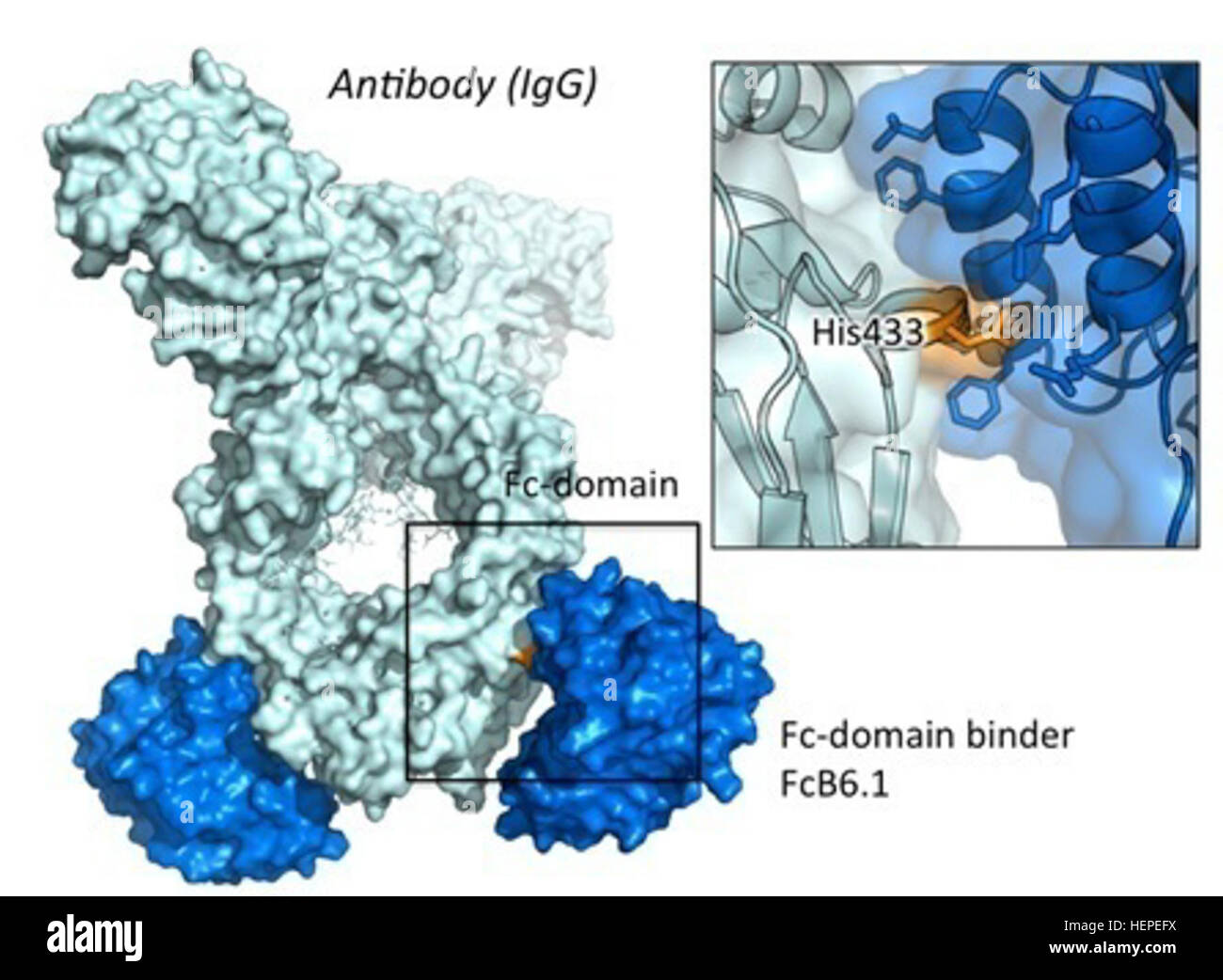 Model of a full-sized antibody (IgG) bound to two molecules of the ...