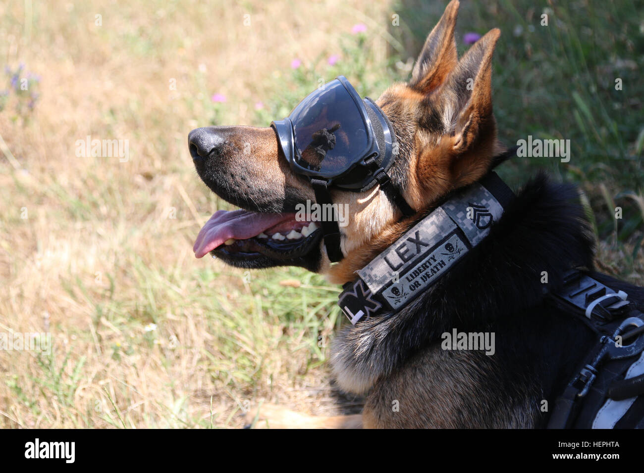 Army Staff Sgt. Lex, a Military Working Dog Handler, assigned to the ...