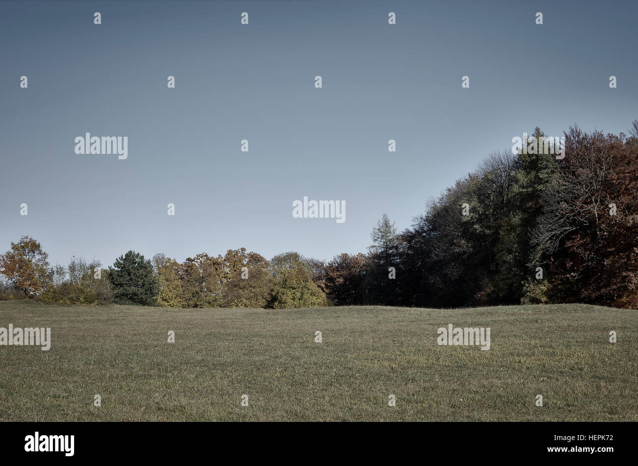 Small forest of a group of trees on plain grassland Stock Photo - Alamy