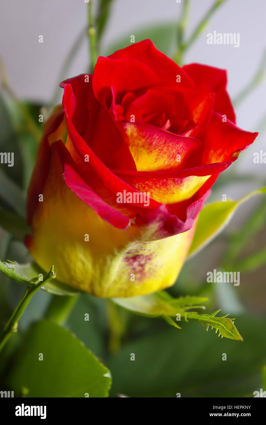 A single yellow red rose Stock Photo - Alamy