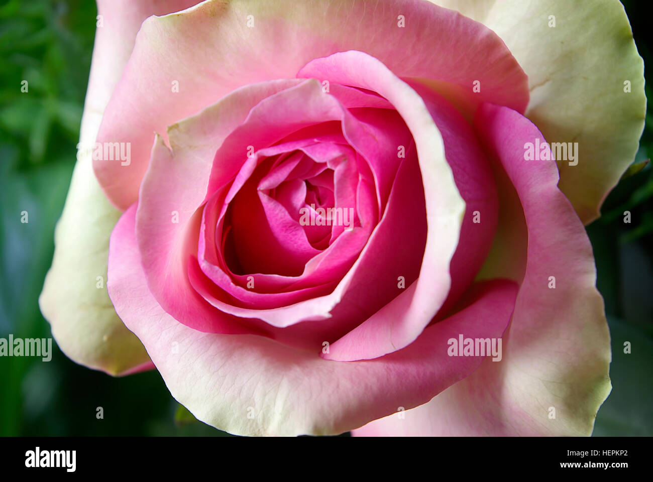 Blossom of a single rose overhead Stock Photo - Alamy