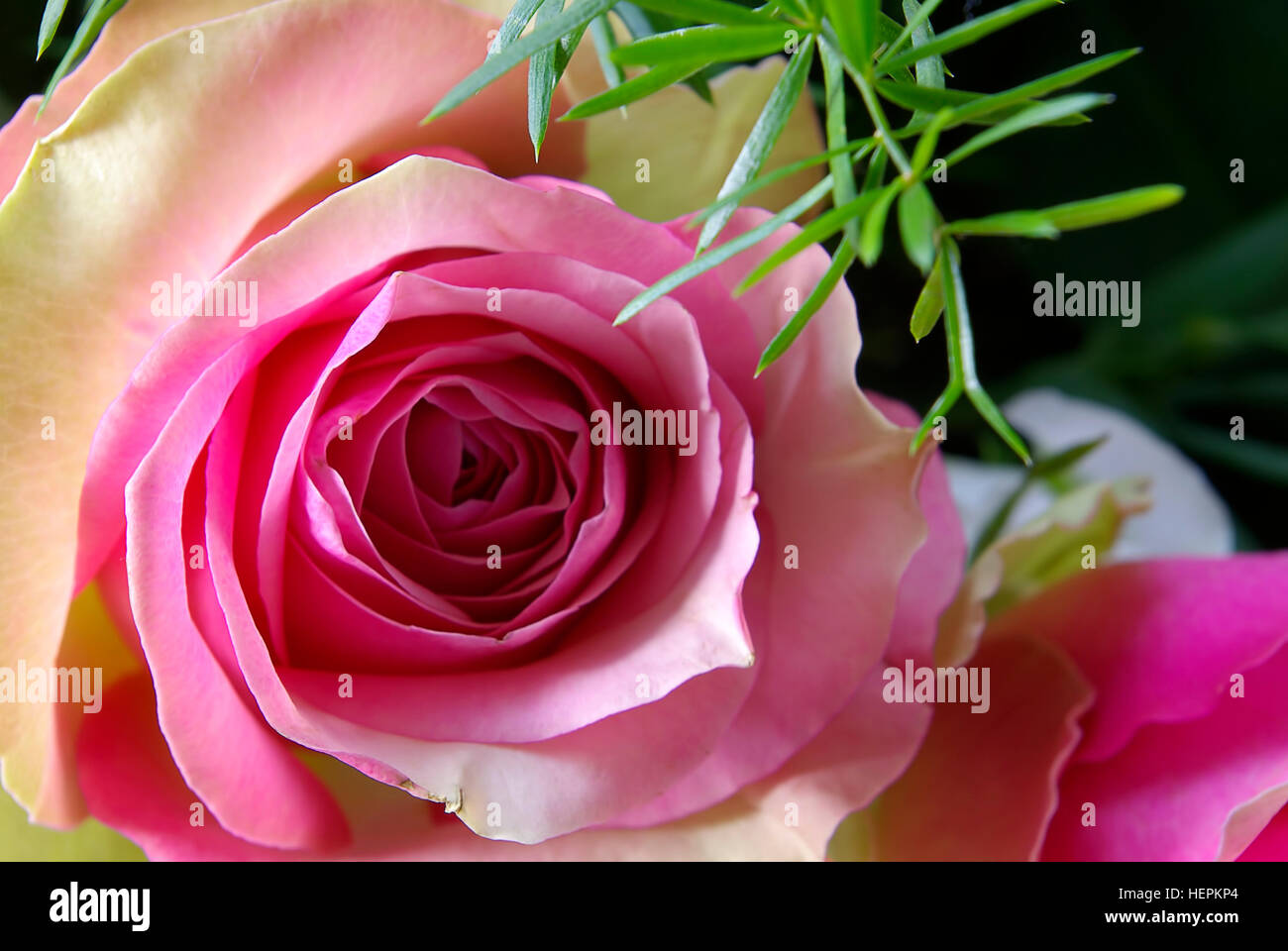 Blossom of a single rose overhead Stock Photo - Alamy
