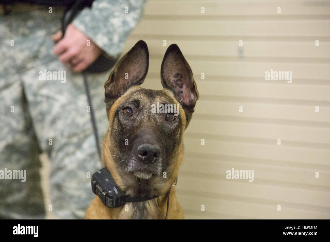 U.S. Army Sgt. Stephen Strick, 550th Military Working Dog Detachment ...