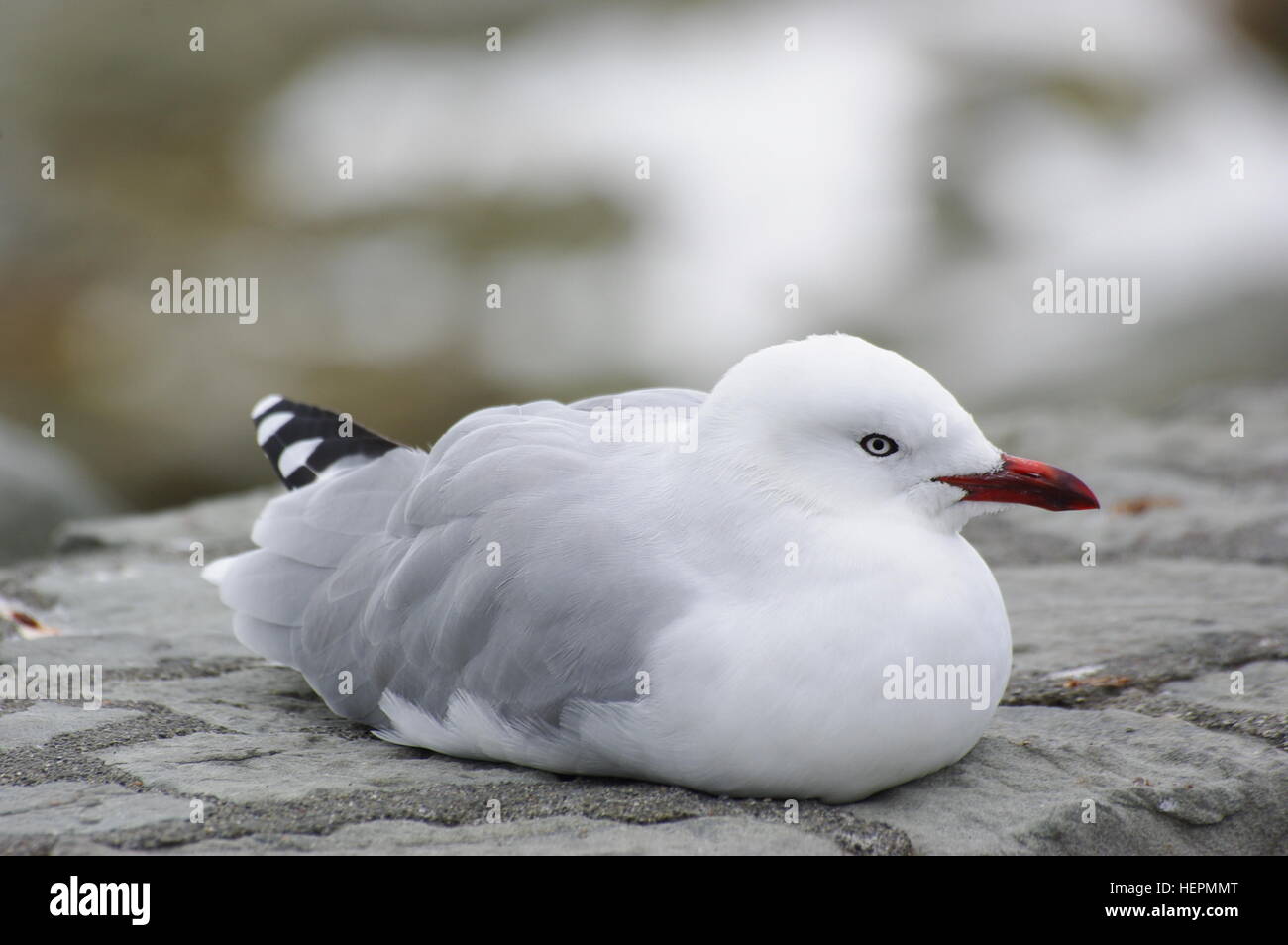 Nz sea bird hi-res stock photography and images - Alamy