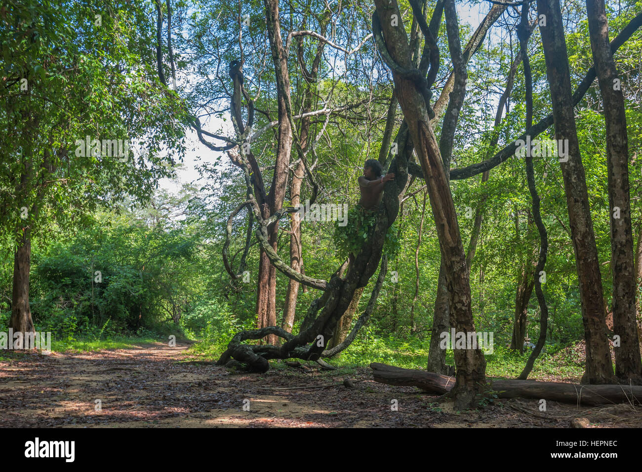 DABANA, SRI LANKA - CIRCA DECEMBER 2016: Vedda man Stock Photo - Alamy