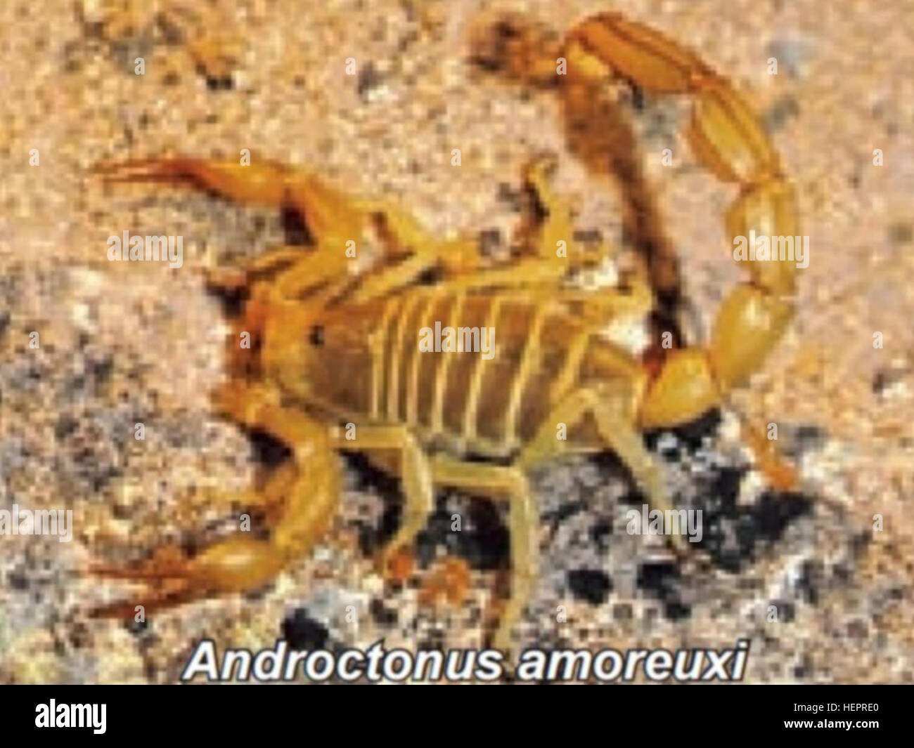 Androctonus hi-res stock photography and images - Alamy