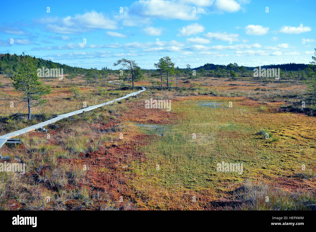 Swamp bog wetland boardwalk hi-res stock photography and images - Alamy