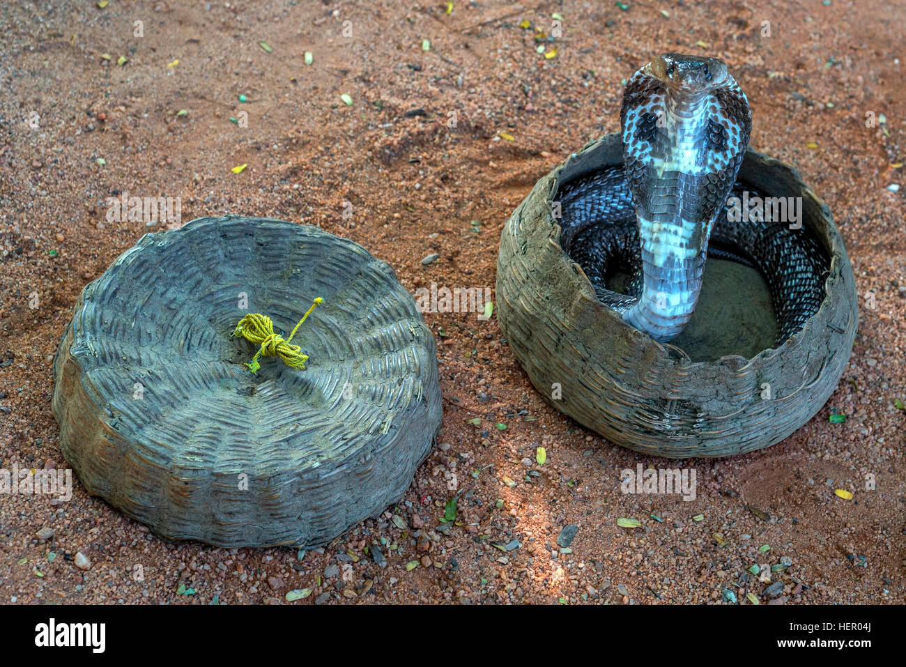 Dancing indian cobra in a hamper of snake charmer Stock Photo - Alamy