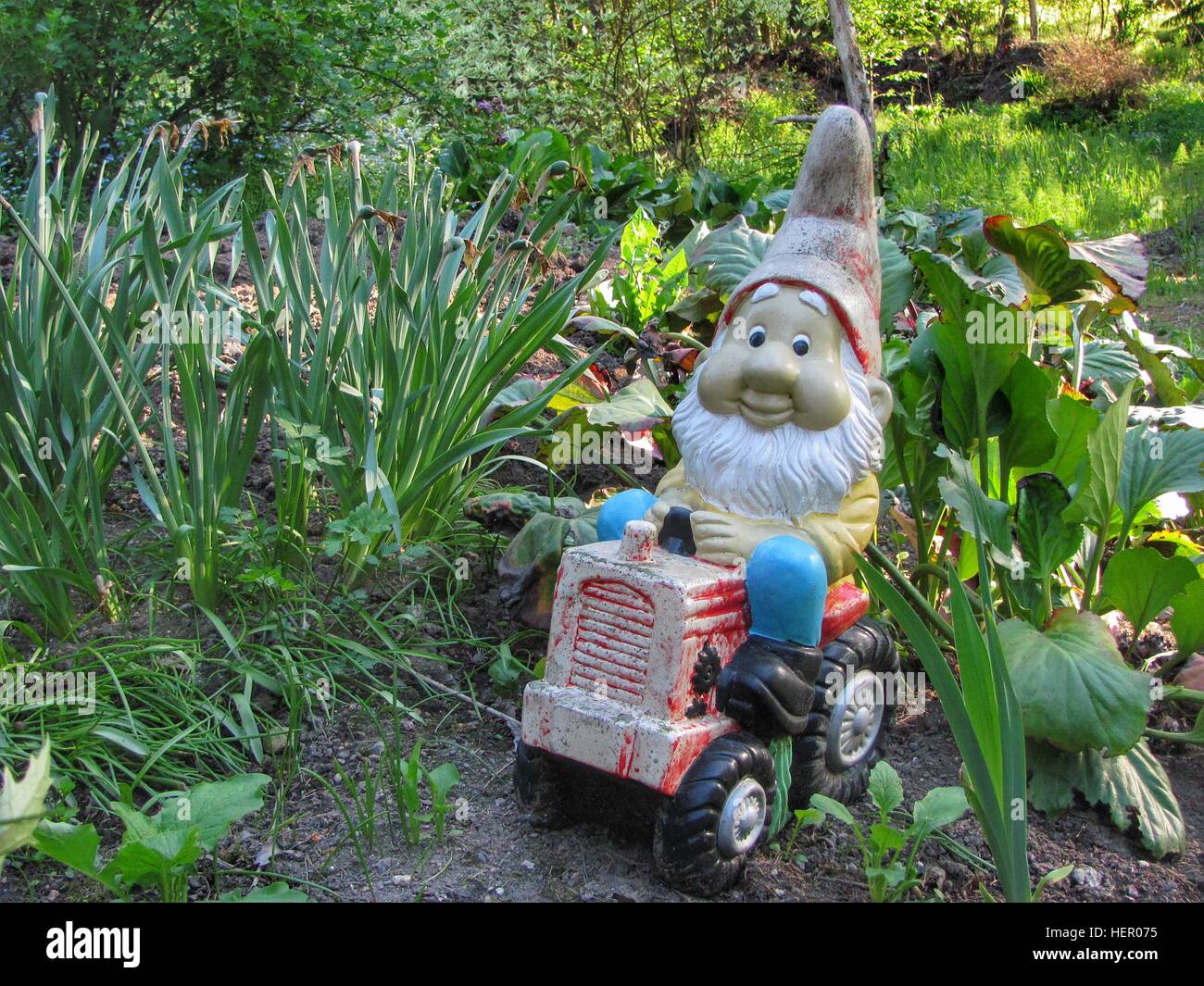 Garden gnome driving tractor in garden Stock Photo - Alamy