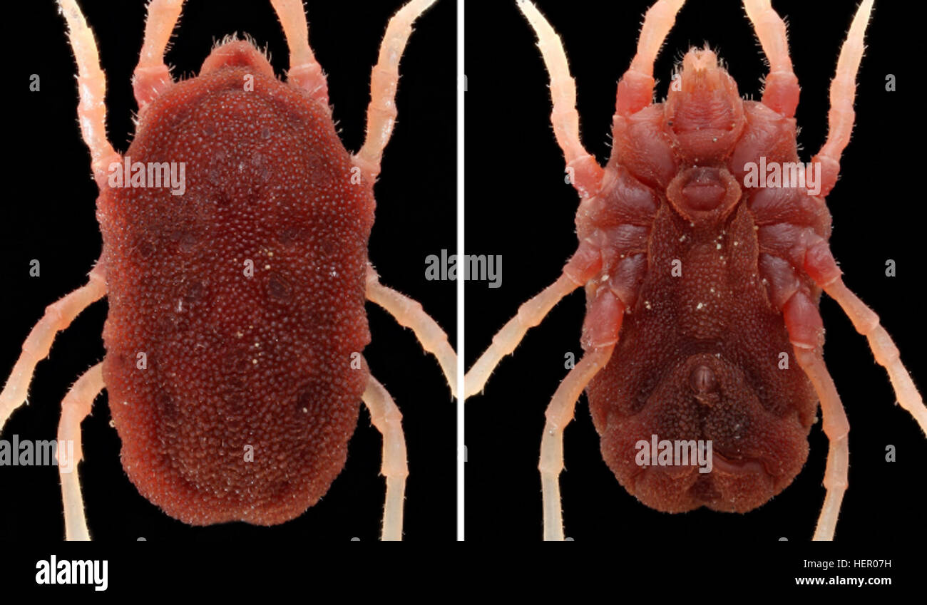 Tick specimen hi-res stock photography and images - Alamy