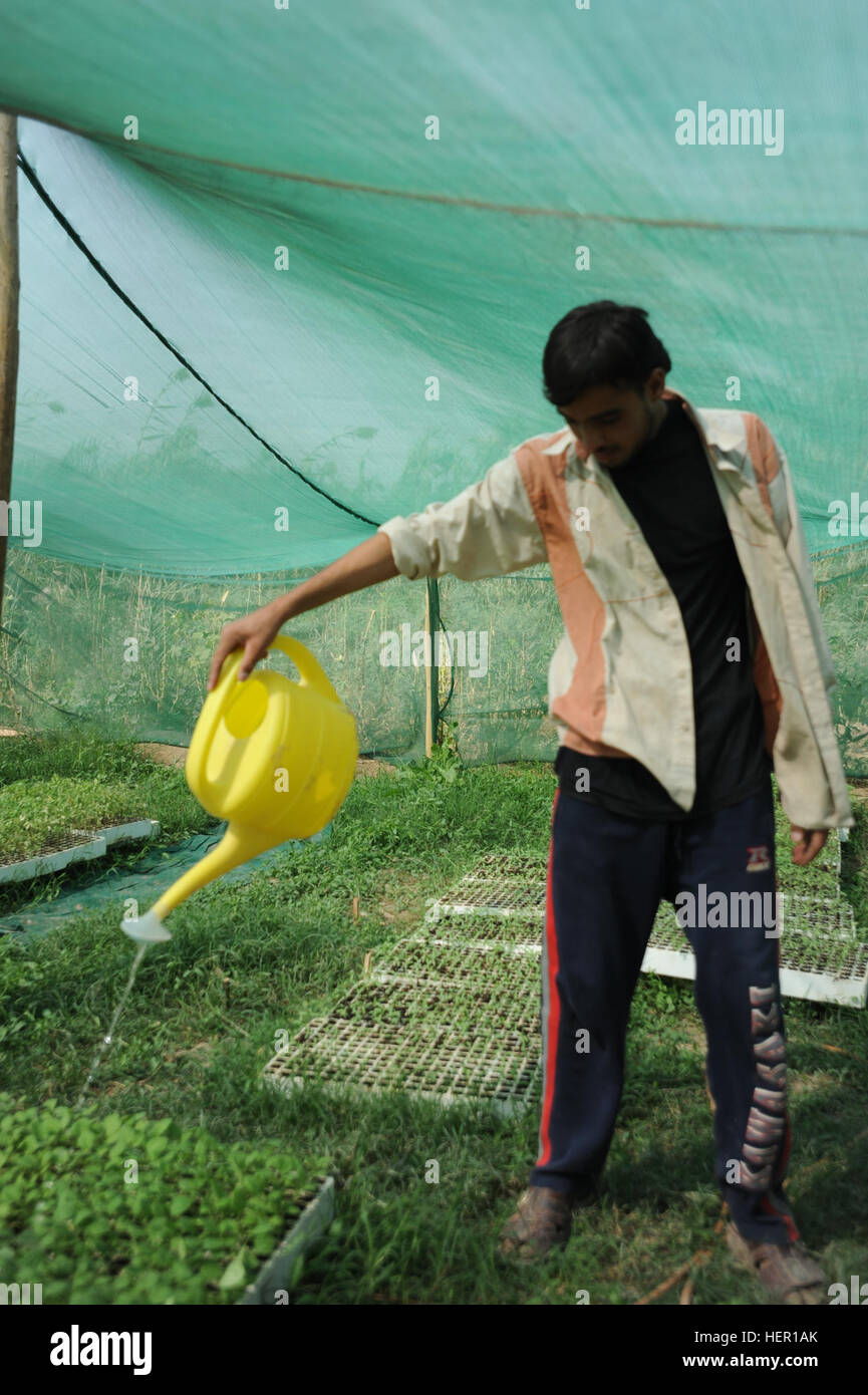 An Iraqi farmer tends tomato seedlings using seeds, fertilizer, and ...