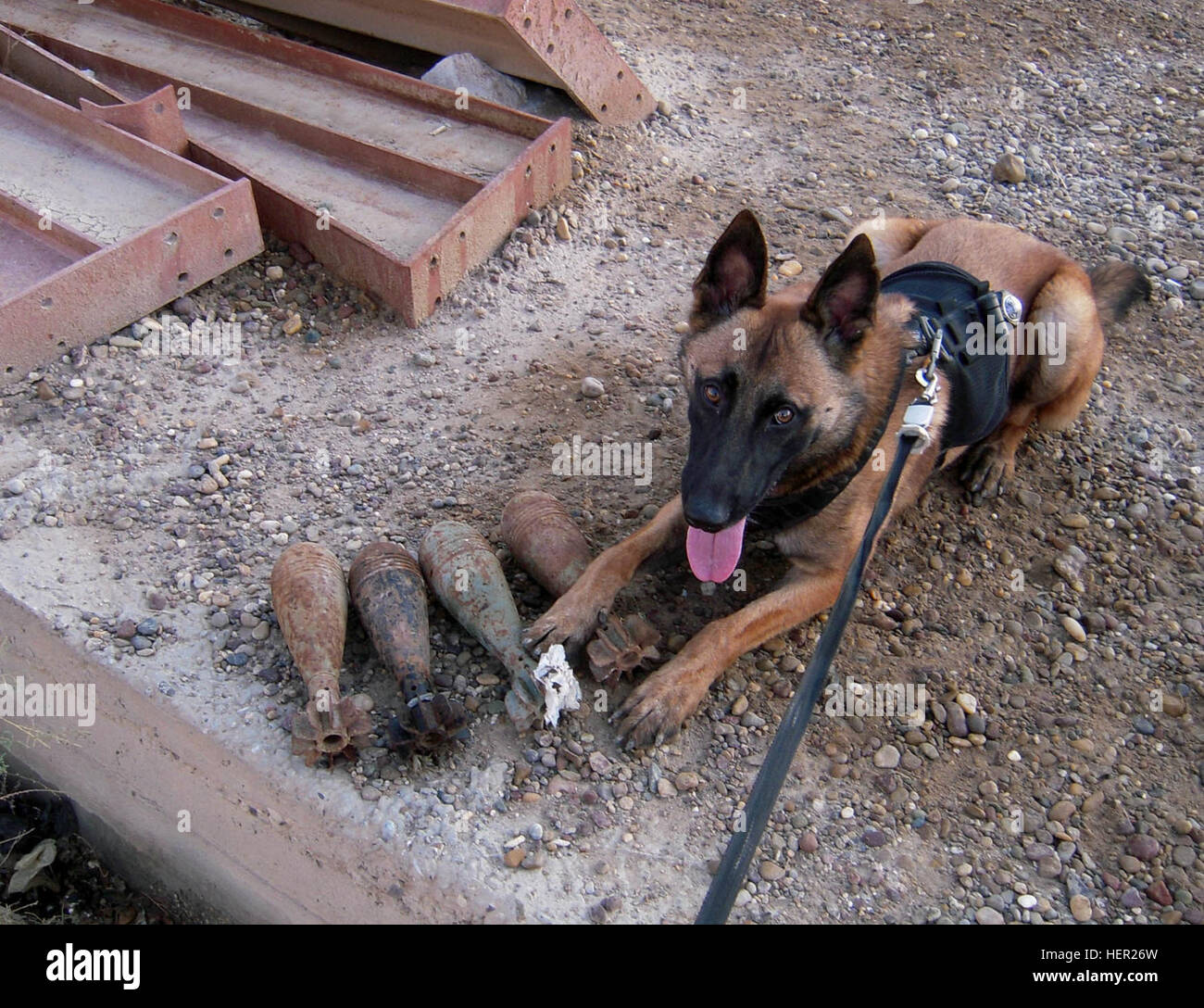 Ryky, a three-year-old Belgian Malanois, rests next to four 60 mm ...