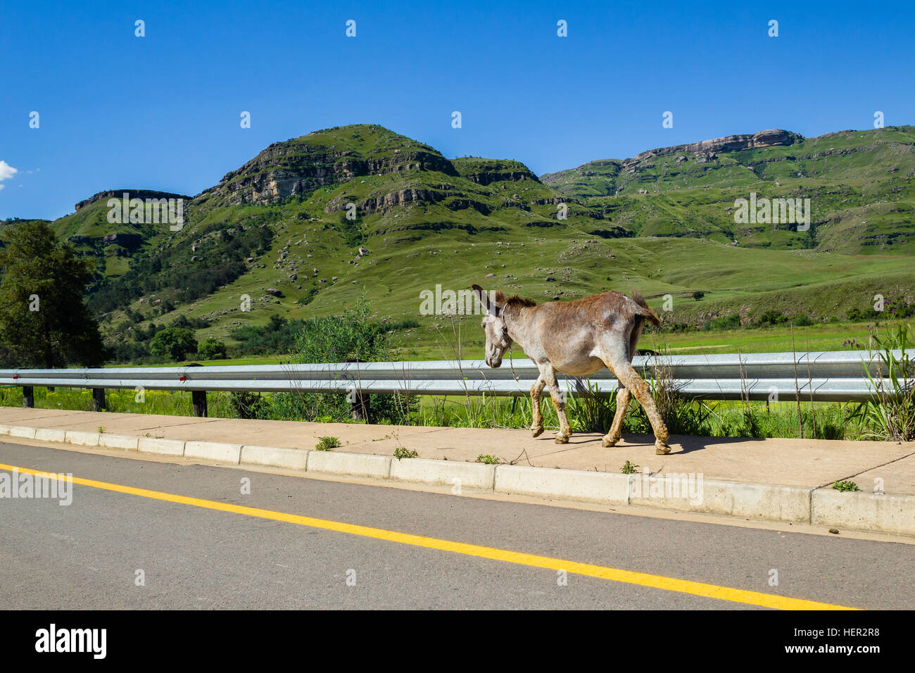 Mountain road donkey animal walking pedestrian path roadside Stock ...