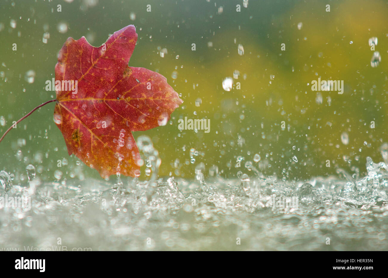 Autumn leaf in the rain Stock Photo - Alamy
