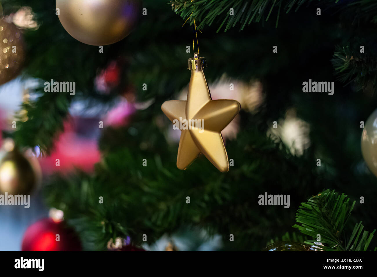 Christmas holiday decorative golden star hanging from the pine tree in ...
