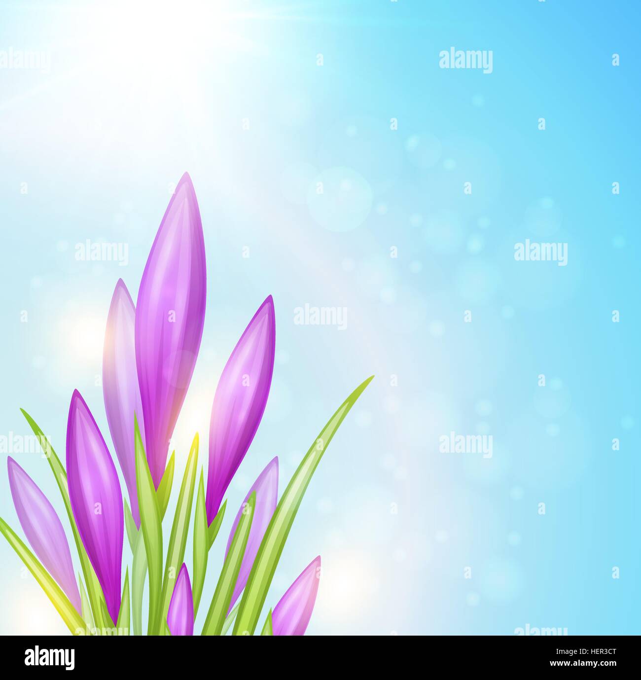 Spring background with violet crocuses. Vector illustration Stock ...
