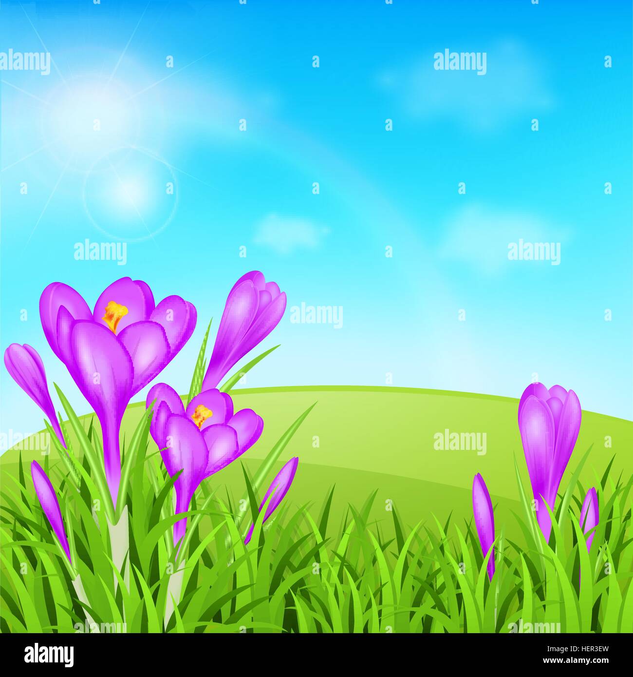 Spring background with violet crocuses and green grass. Vector ...