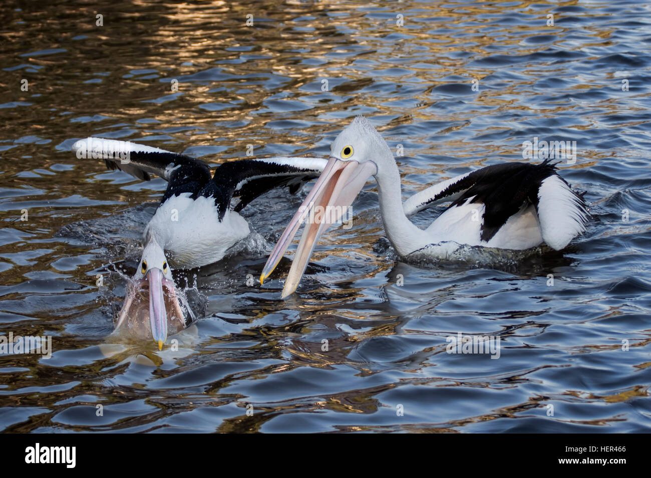 Pelicans fishing hi-res stock photography and images - Alamy