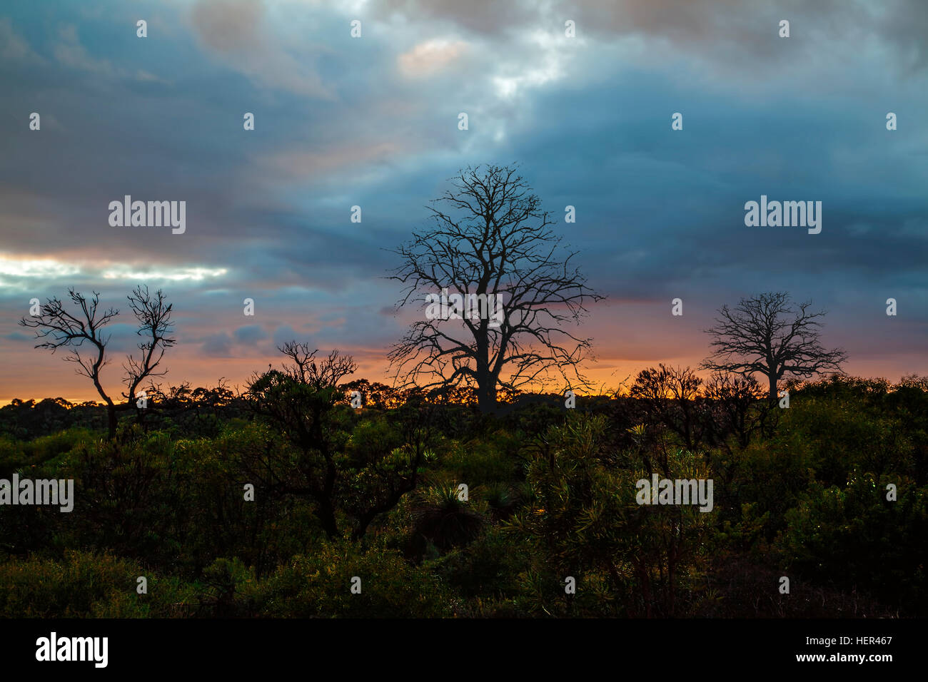 Rural outback landscape, Western Australia, Australia Stock Photo - Alamy