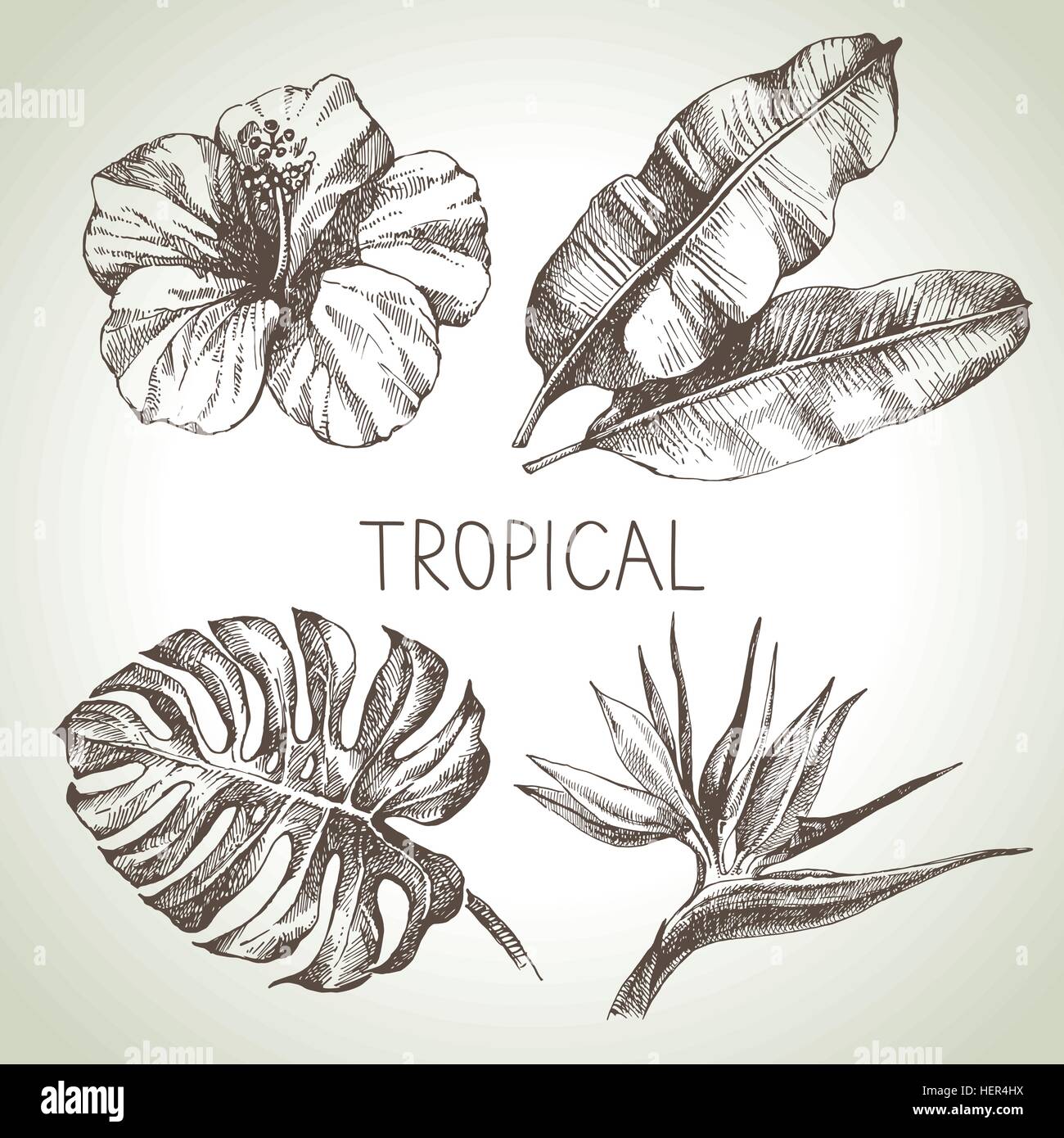 Hand drawn sketch tropical plants set. Vector illustrations Stock ...