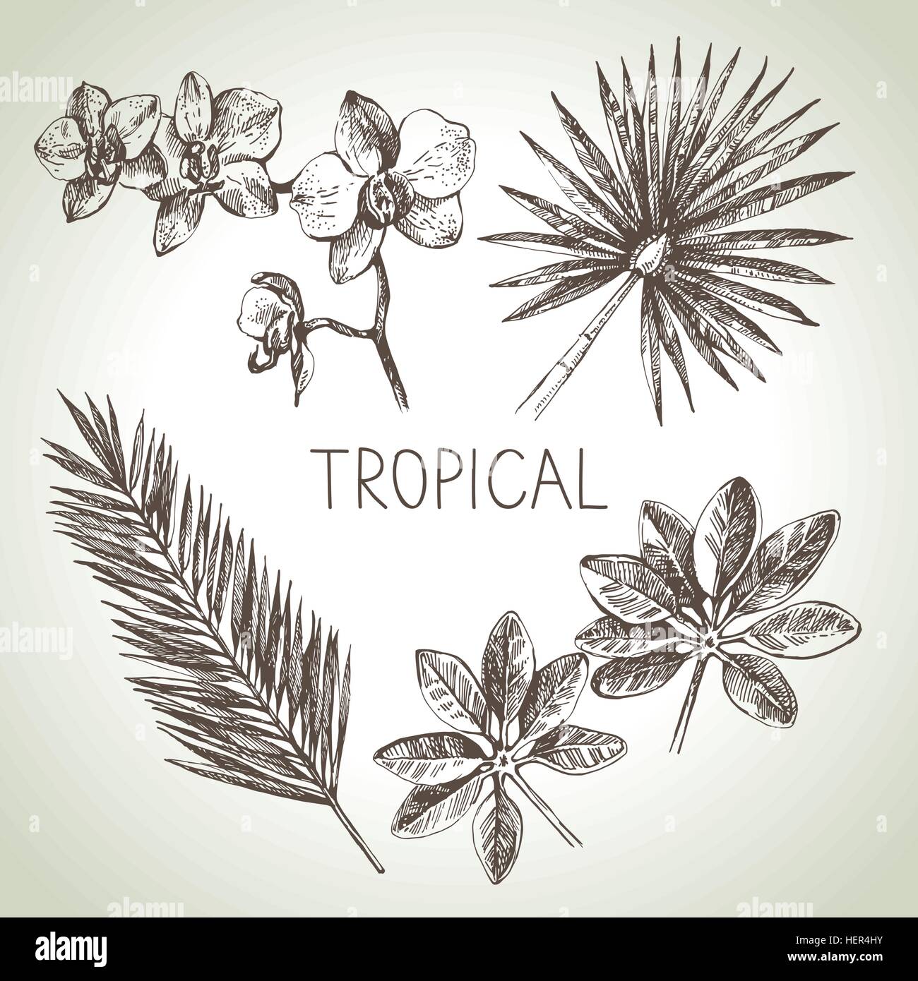 Hand drawn sketch tropical plants set. Vector illustrations Stock ...