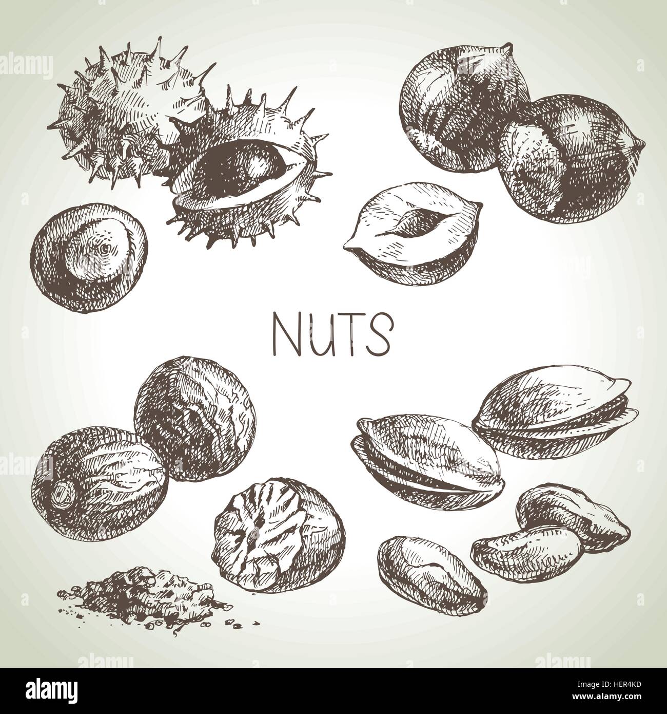 Hand drawn sketch nuts set. Vector illustration of eco food Stock ...