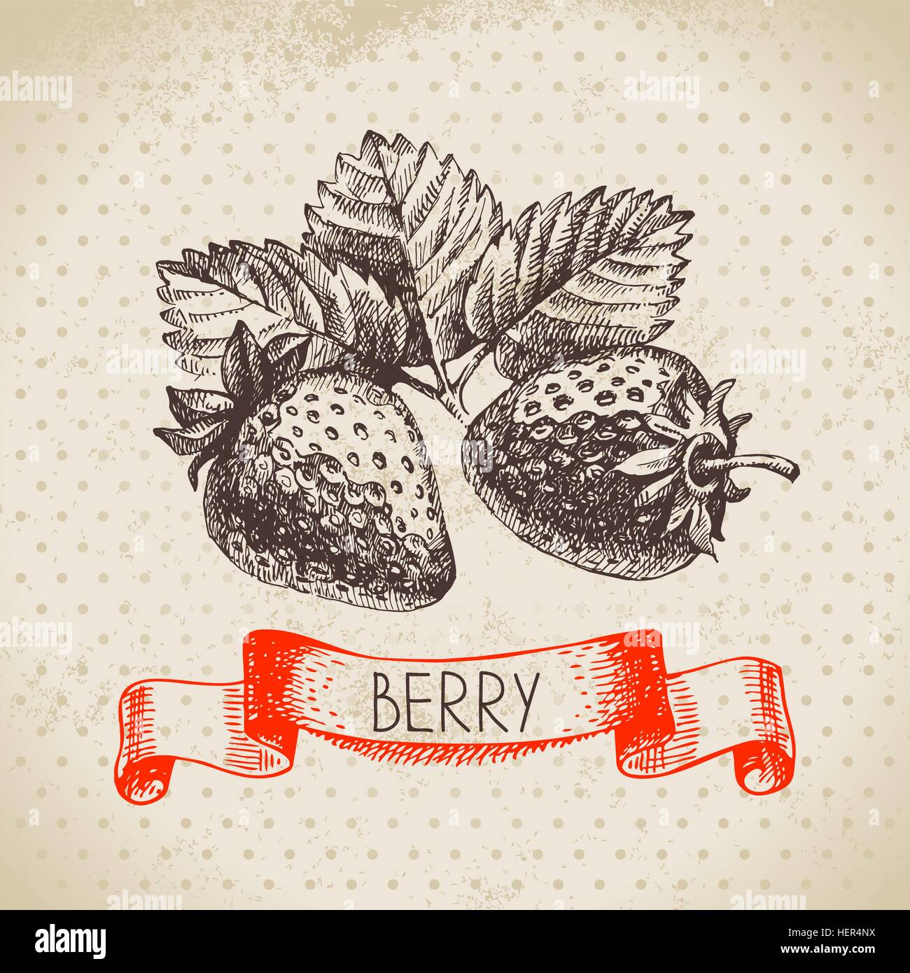 Strawberry. Hand drawn sketch berry vintage background. Vector ...