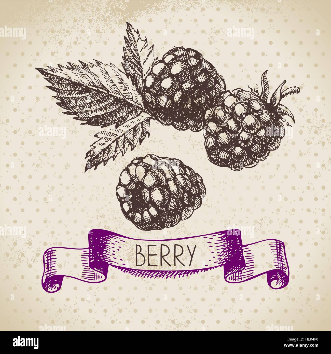 Raspberry. Blackberry. Hand drawn sketch berry vintage background ...