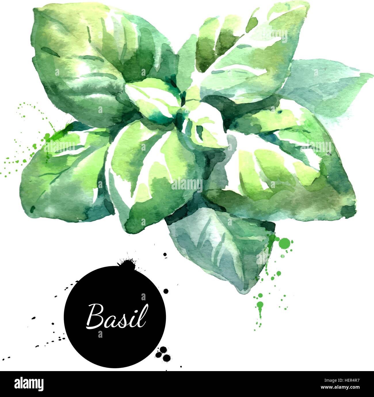 Watercolor basil leaves Isolated eco food illustration on white background Stock Vector Image ...