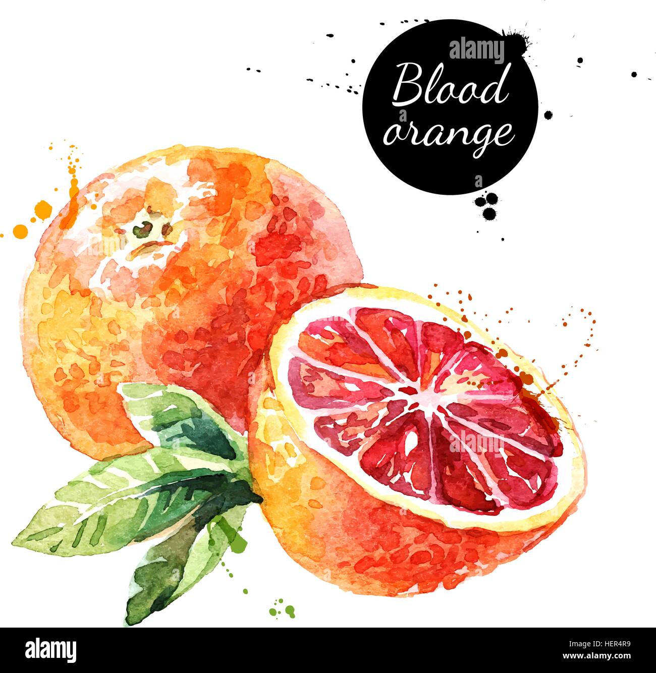 Watercolor blood orange. Isolated eco food fruit vector illustration on ...