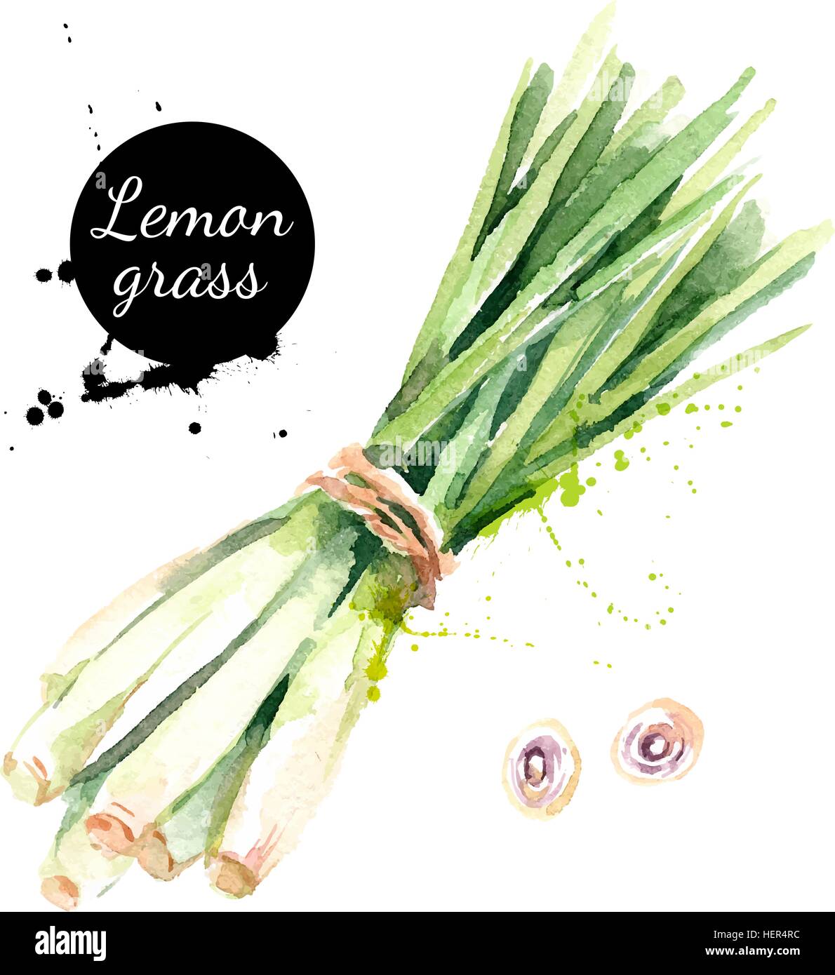 Watercolor hand drawn lemongrass. Isolated eco natural food vegetables ...