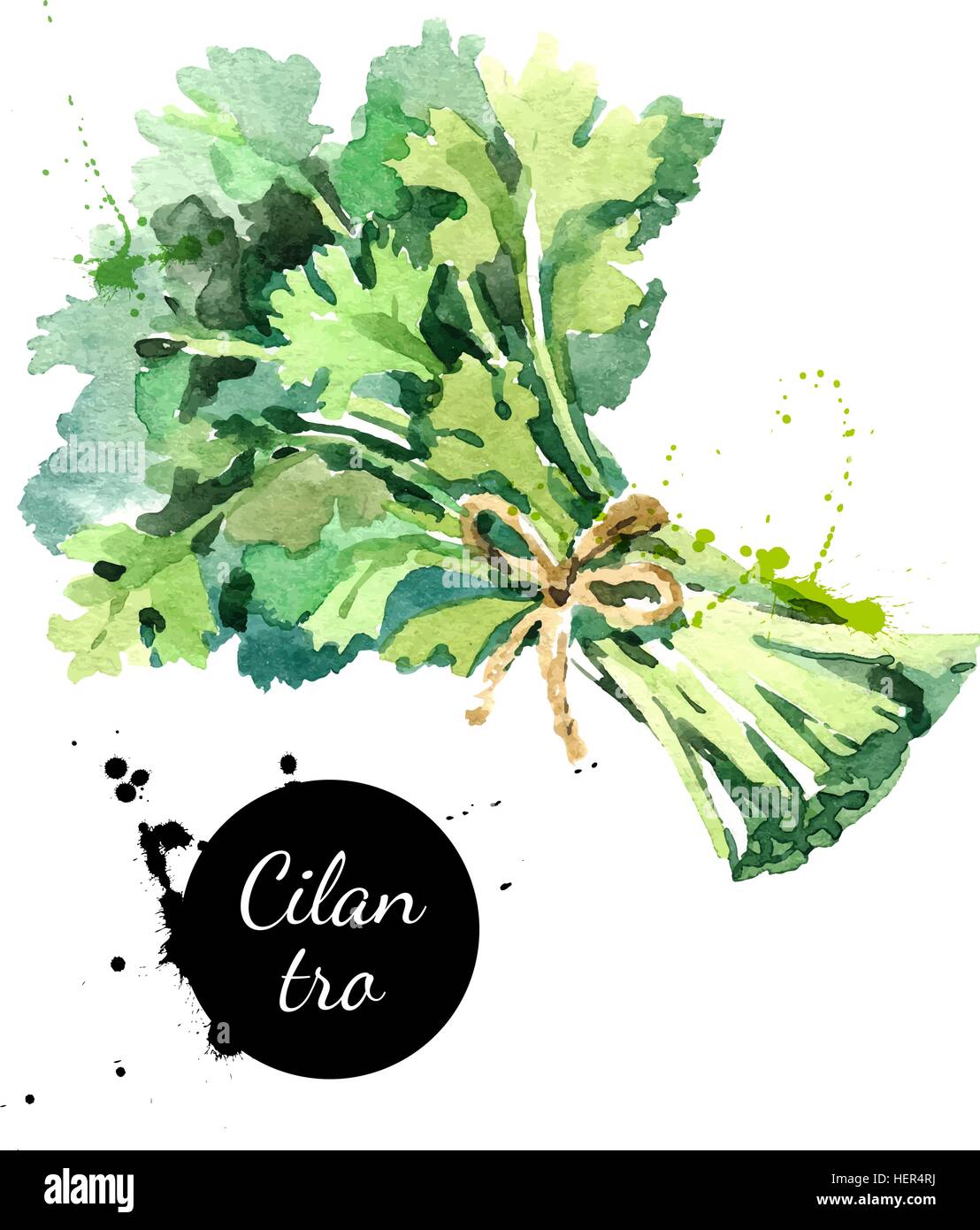 Watercolor hand drawn cilantro bunch. Isolated eco natural food herbs ...