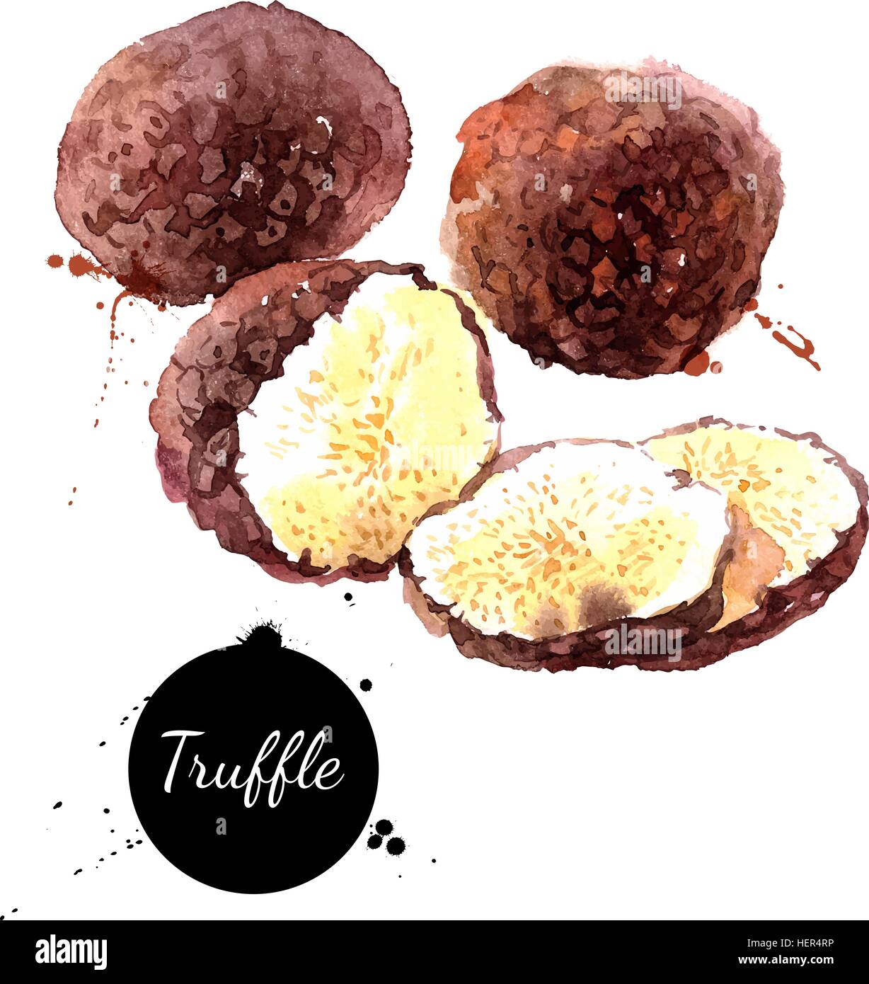 Watercolor hand drawn black truffles. Isolated eco natural food vector ...