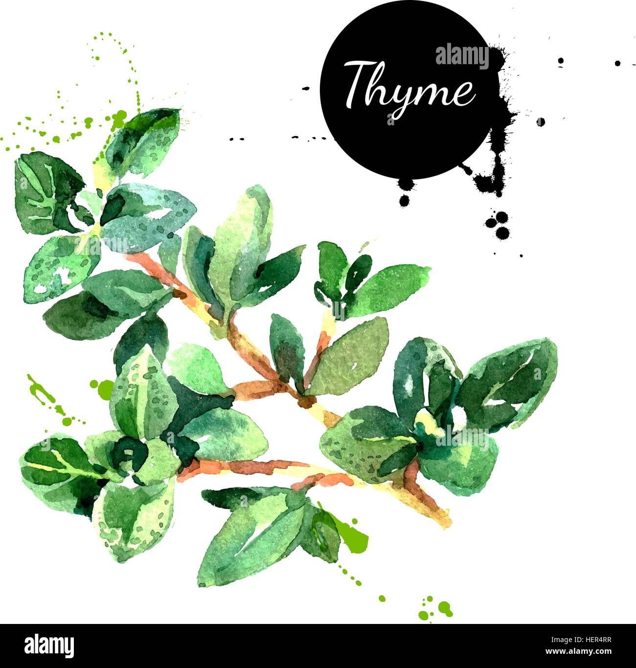 Watercolor hand drawn thyme bunch. Isolated eco natural food herbs ...