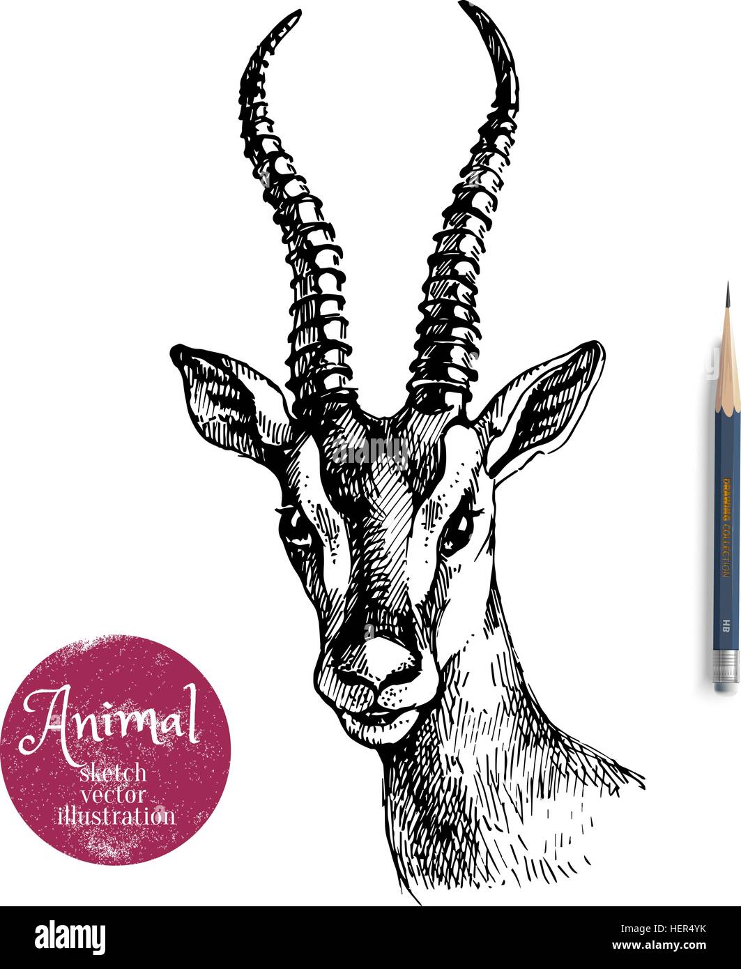 Hand drawn antelope portrait animal vector illustration. Sketch ...