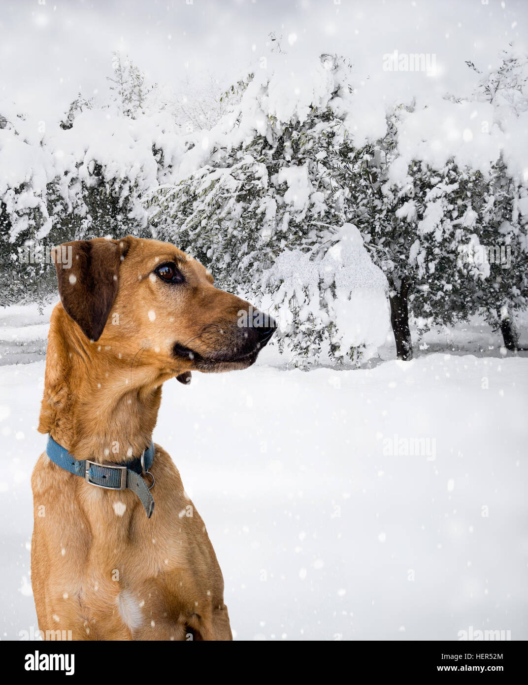 Snowy winter scene hi-res stock photography and images - Alamy