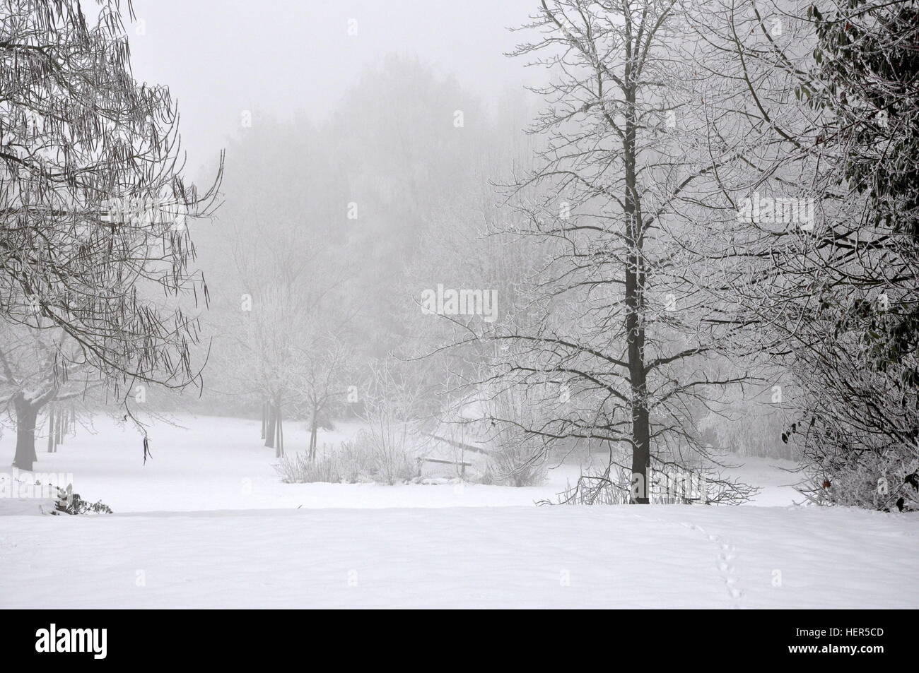 snow in garden with fog Stock Photo - Alamy
