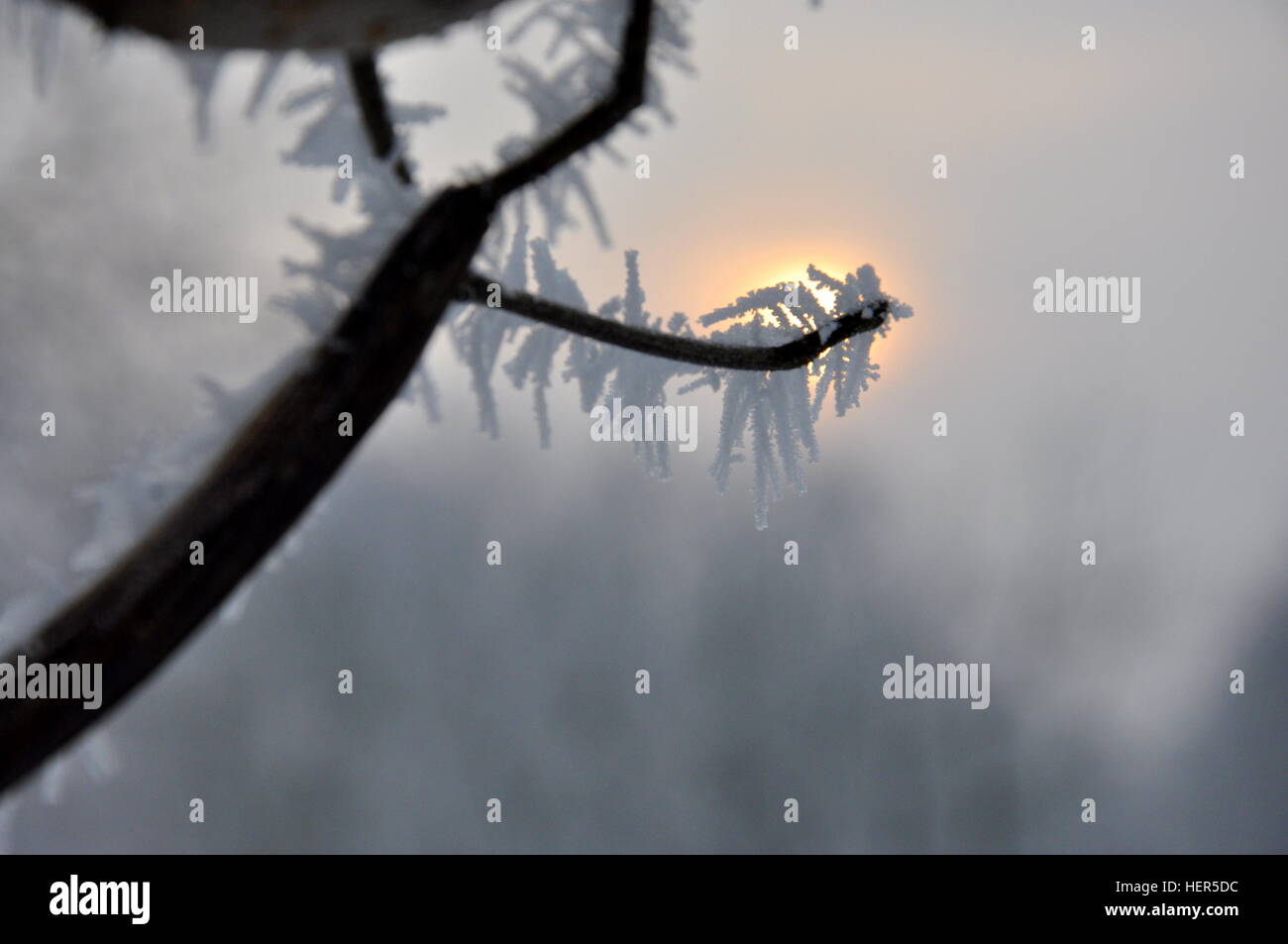 Ice crystals tree branch hi-res stock photography and images - Alamy