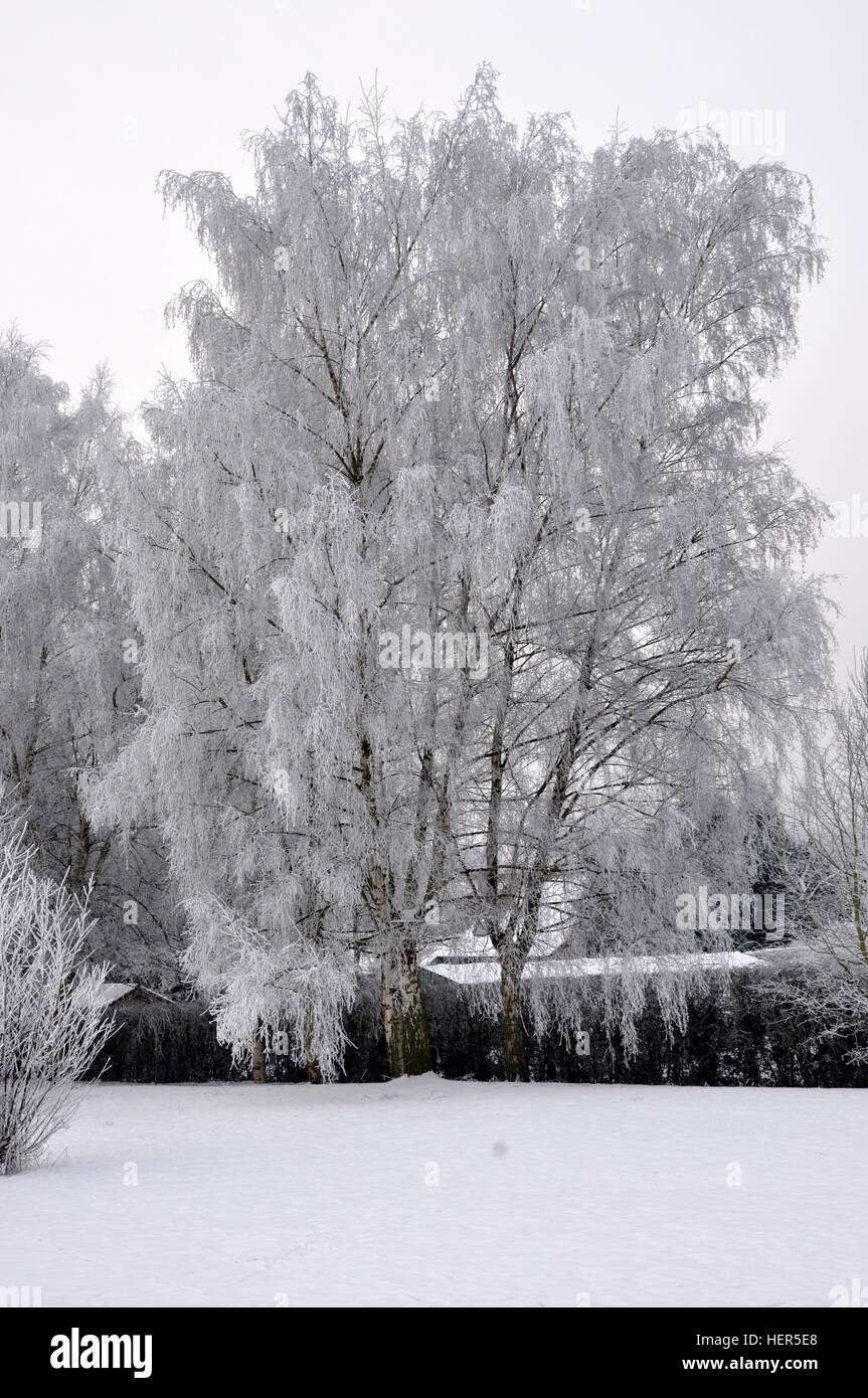 frozen tree in garden Stock Photo - Alamy
