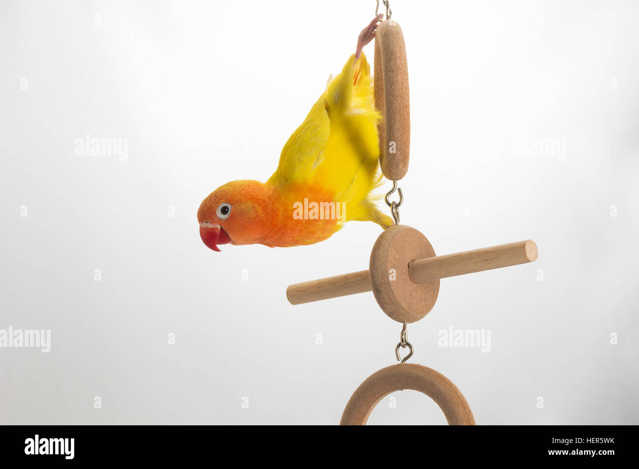 Playing Double Yellow Lovebird on white background Stock Photo - Alamy