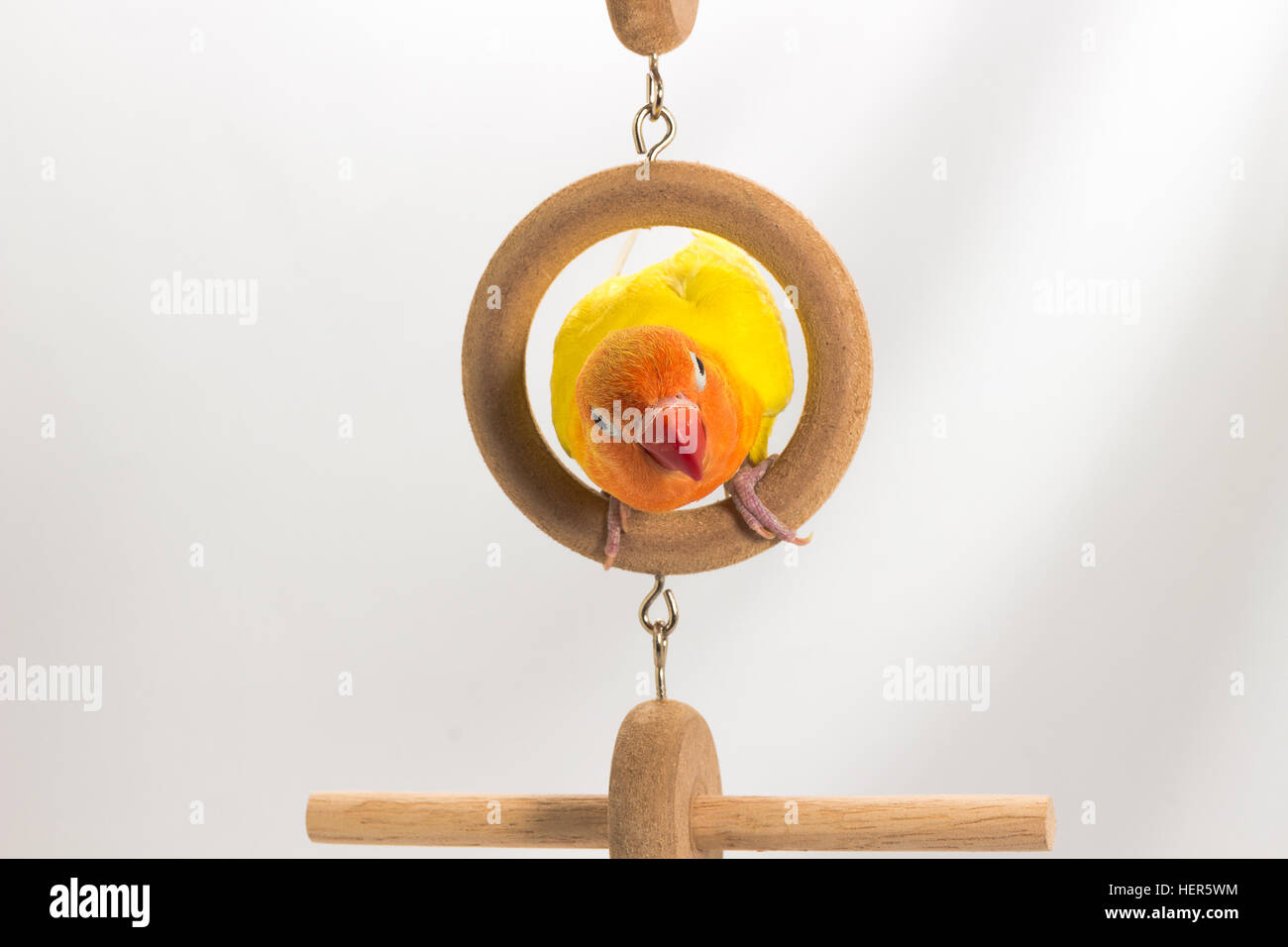 Playing Double Yellow Lovebird on white background Stock Photo - Alamy